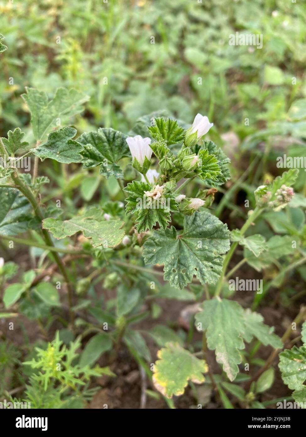 dwarf mallow (Malva neglecta Stock Photo - Alamy