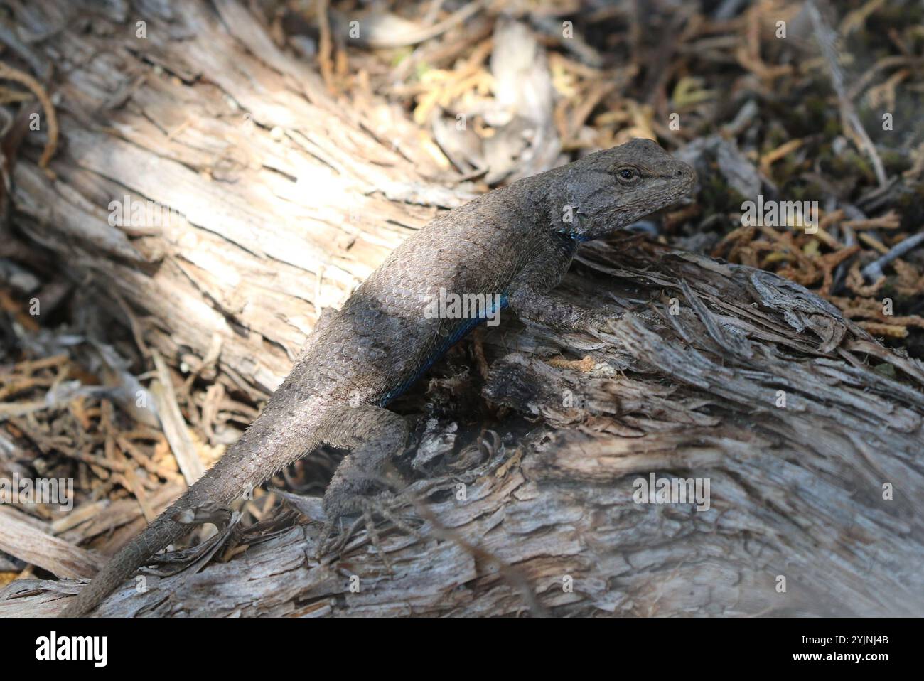 Plateau Fence Lizard (Sceloporus tristichus Stock Photo - Alamy