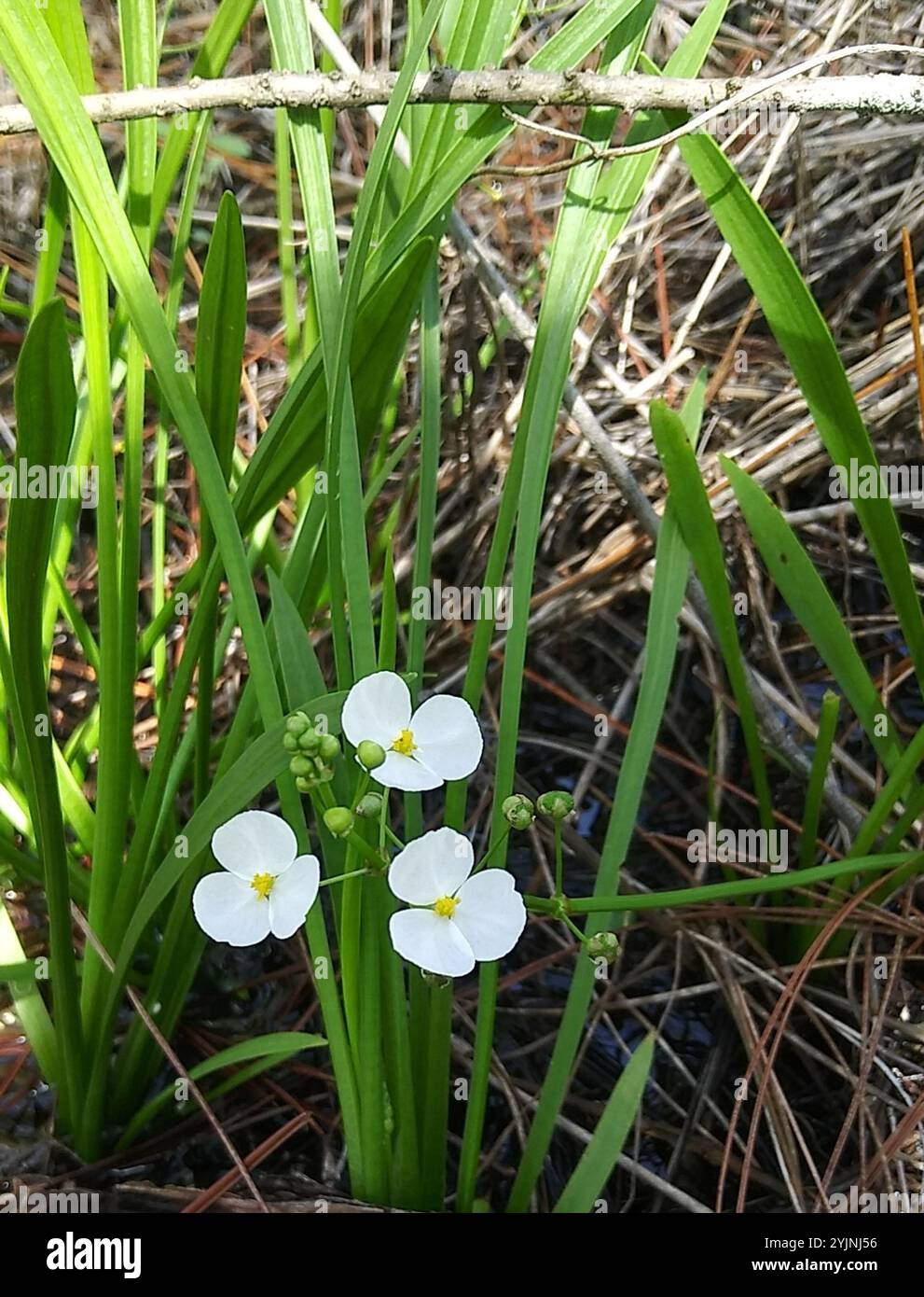 Grass-leaved Arrowhead (Sagittaria graminea Stock Photo - Alamy