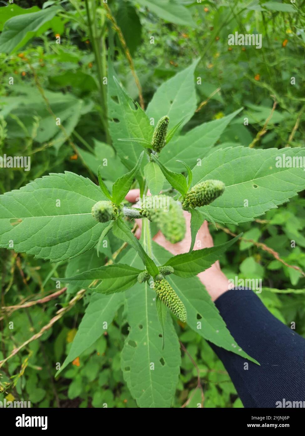 giant ragweed (Ambrosia trifida Stock Photo - Alamy