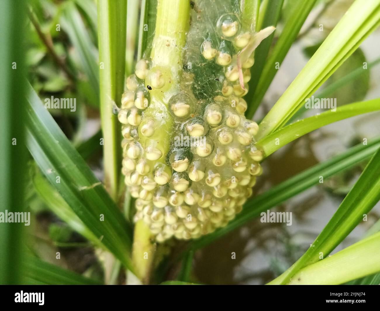 Mexican Giant Tree Frog (Agalychnis dacnicolor Stock Photo - Alamy