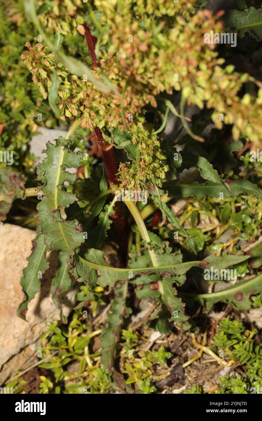 Clustered Dock (Rumex conglomeratus Stock Photo - Alamy
