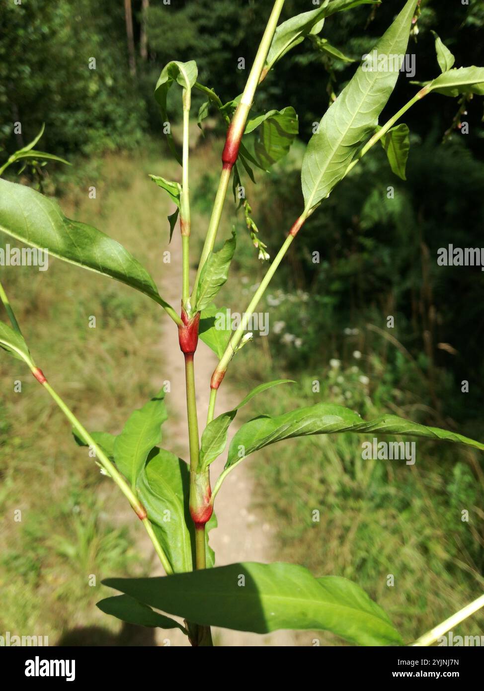 waterpepper (Persicaria hydropiper Stock Photo - Alamy