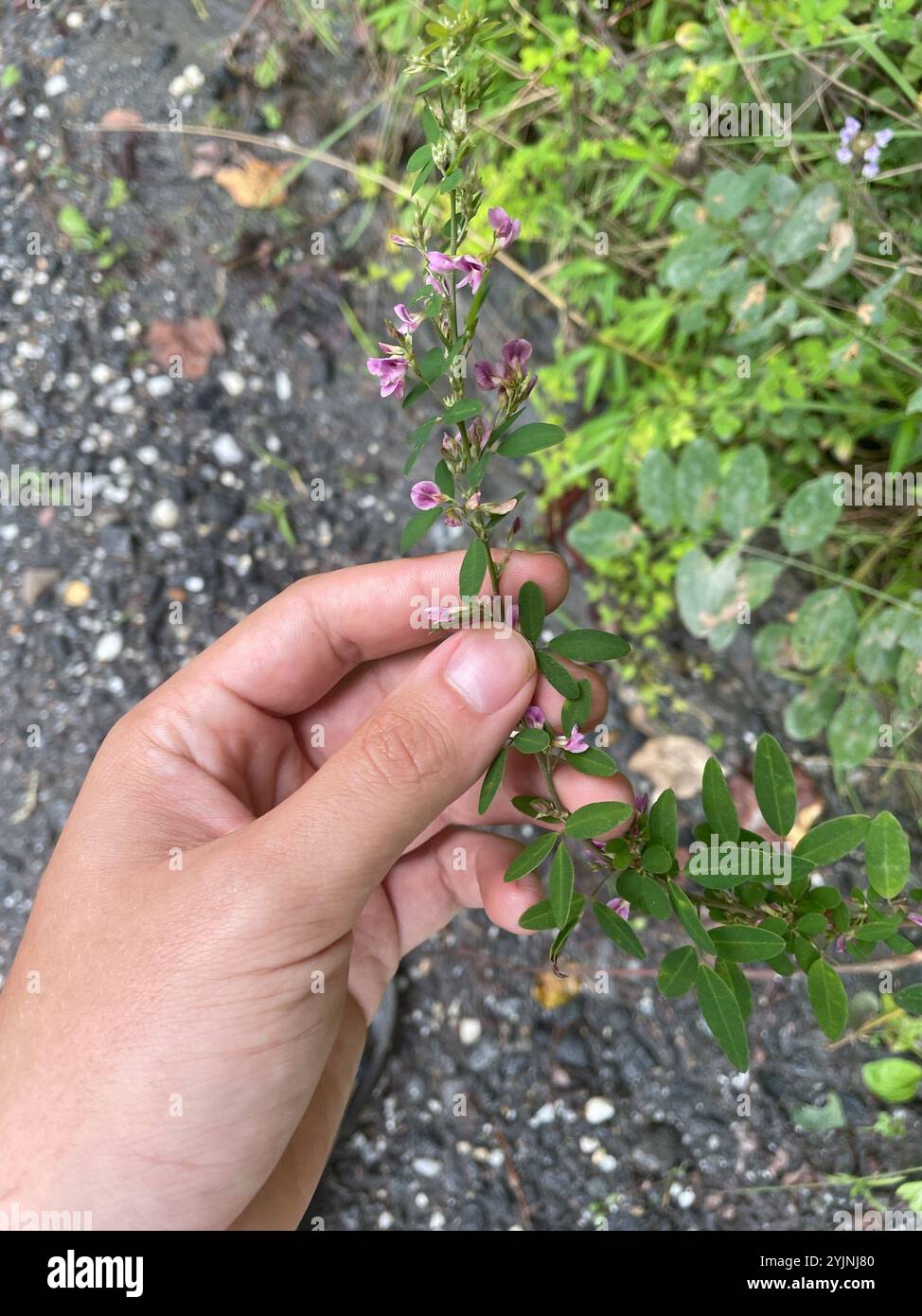 violet bush clover (Lespedeza violacea Stock Photo - Alamy