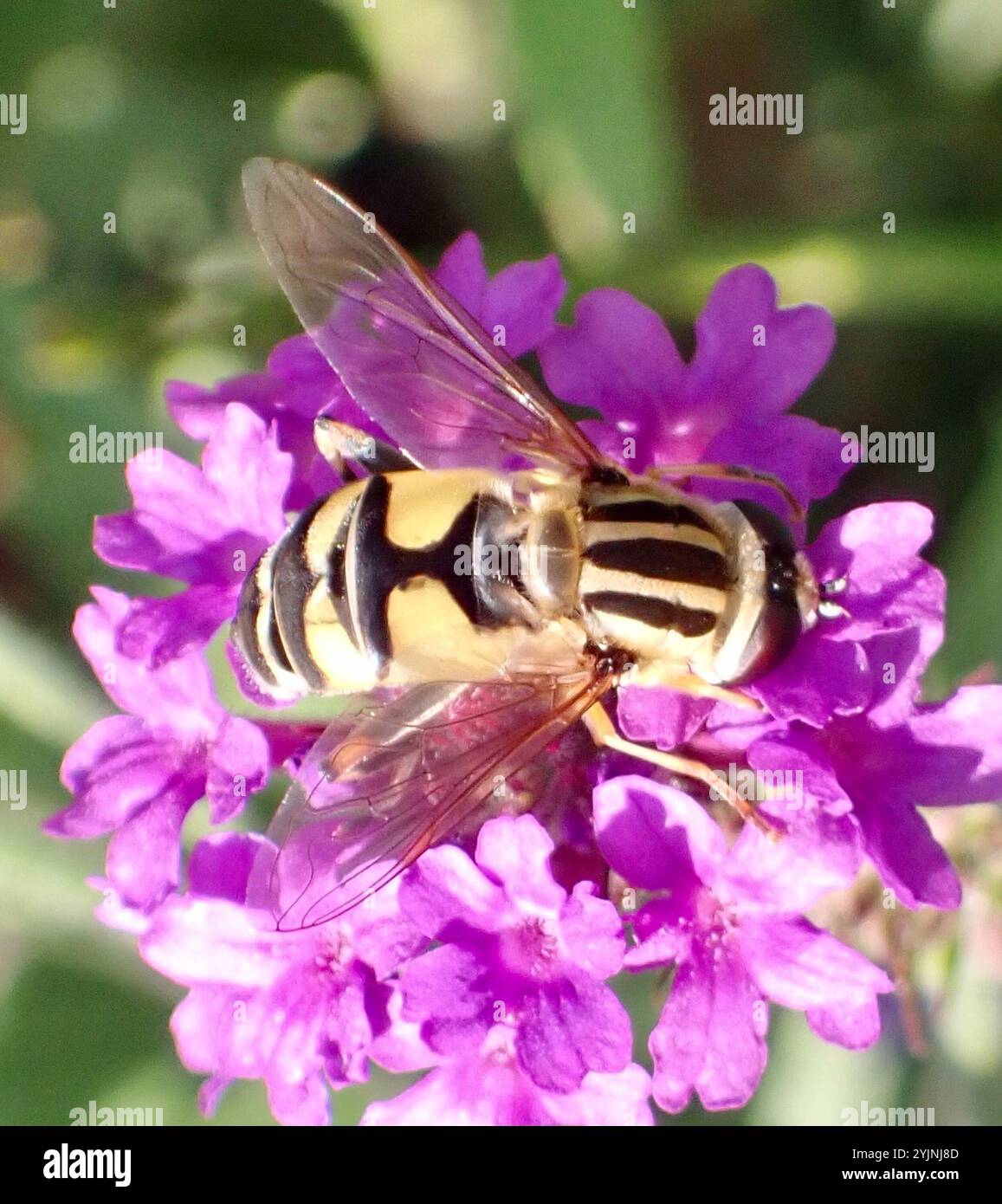 Trivittate Marsh Fly (Helophilus trivittatus Stock Photo - Alamy