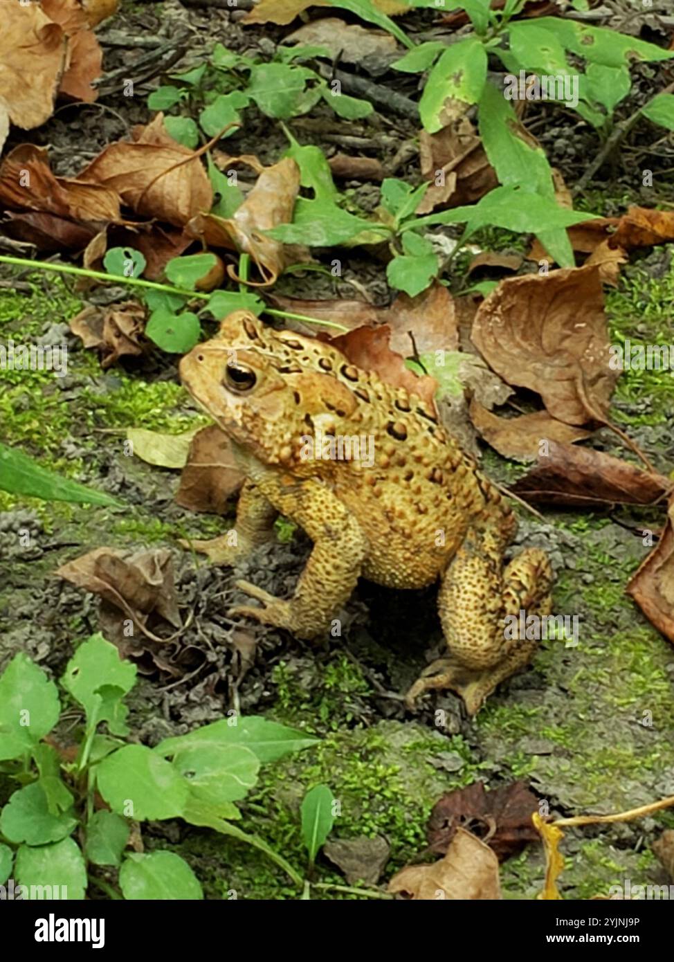 American Toad (Anaxyrus americanus Stock Photo - Alamy