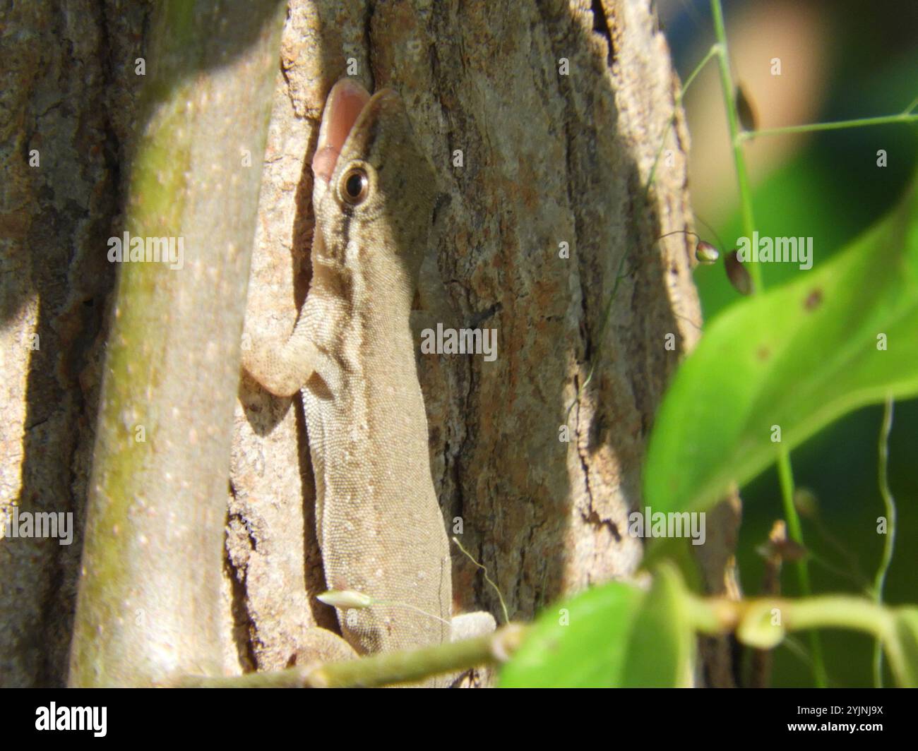 Common Dwarf Gecko (Lygodactylus capensis Stock Photo - Alamy