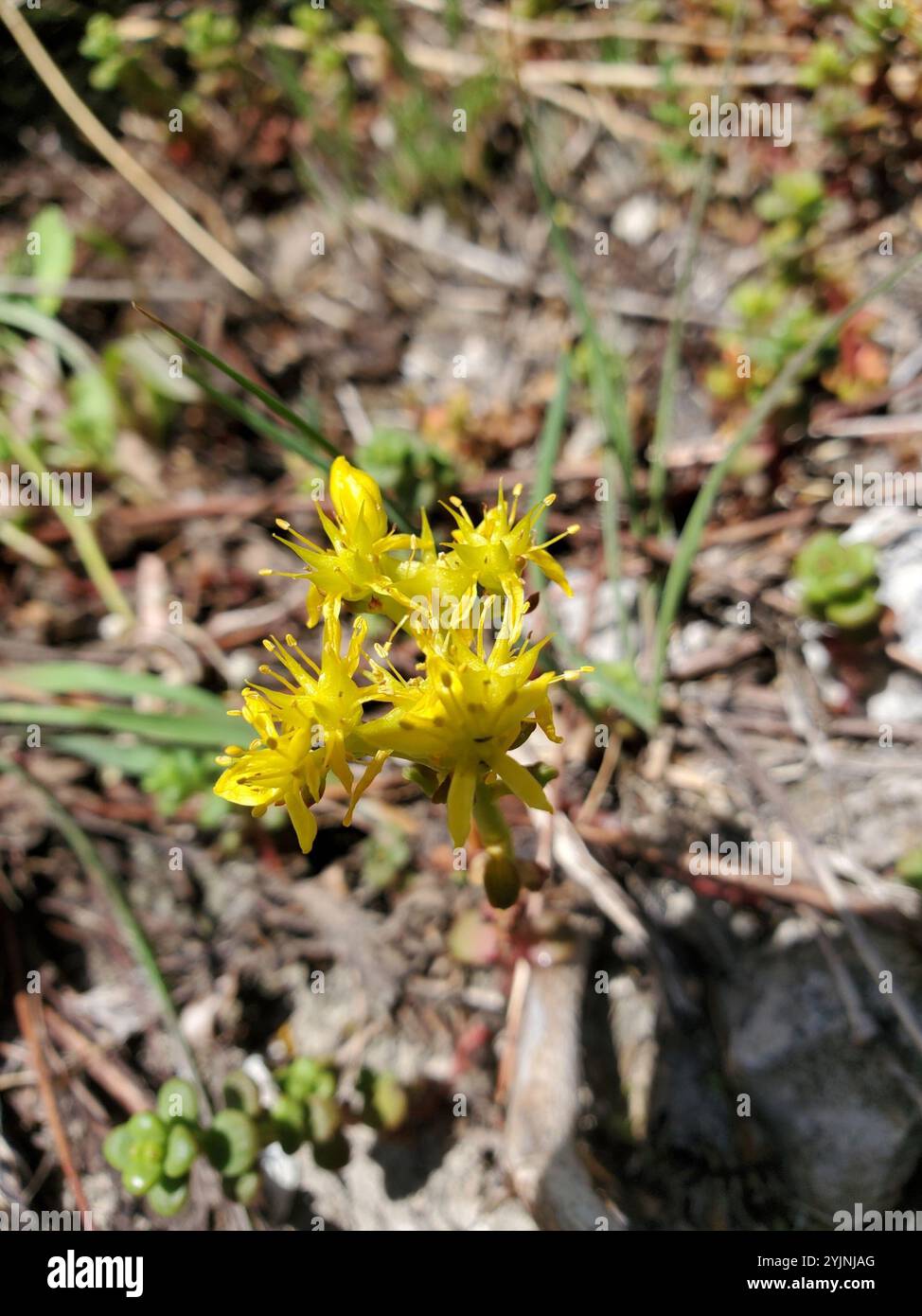Pacific stonecrop (Sedum divergens Stock Photo - Alamy