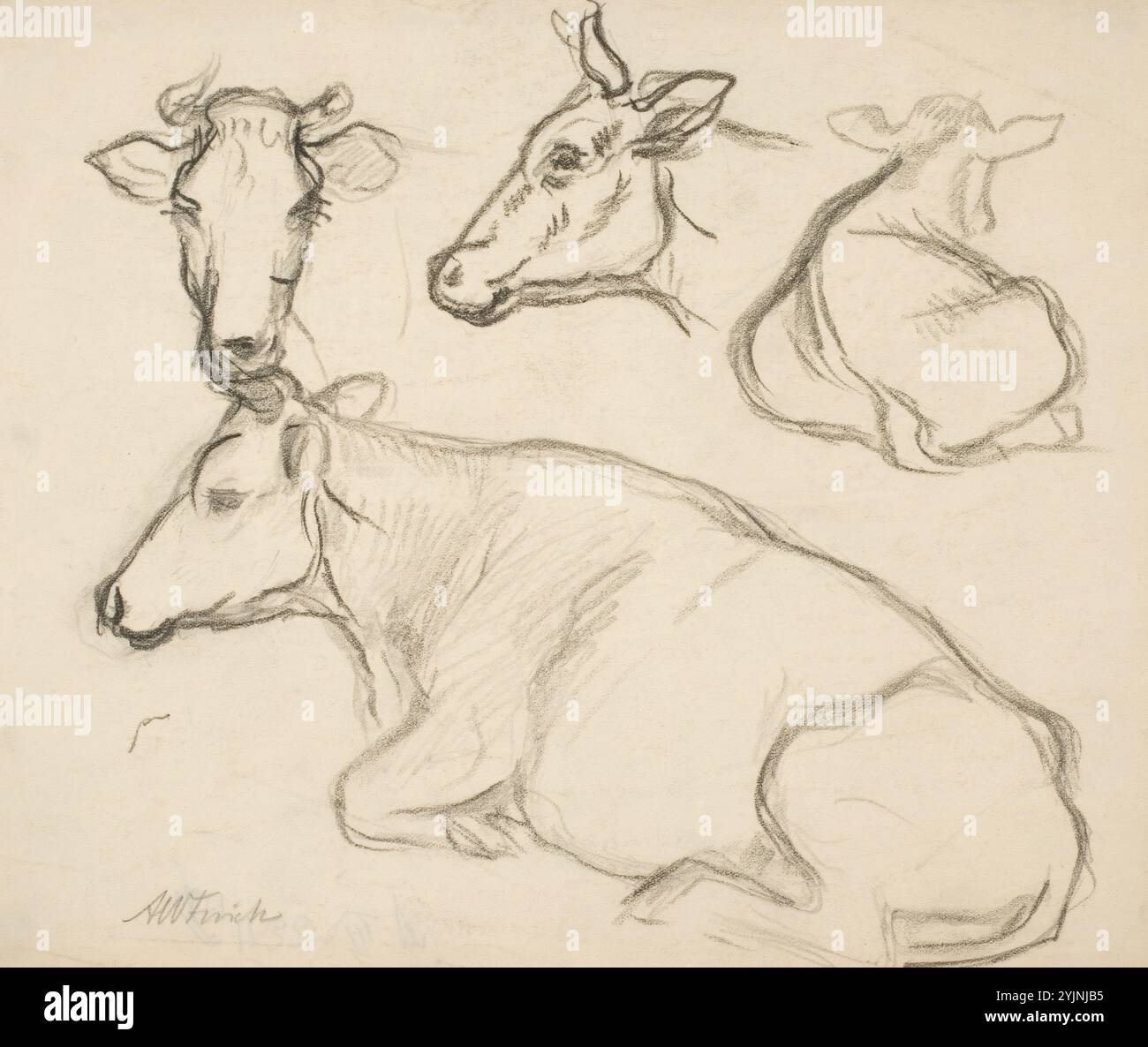 Finch, Alfred William, work, Cow exercises, pencil, drawing, 21 cm x 26 ...