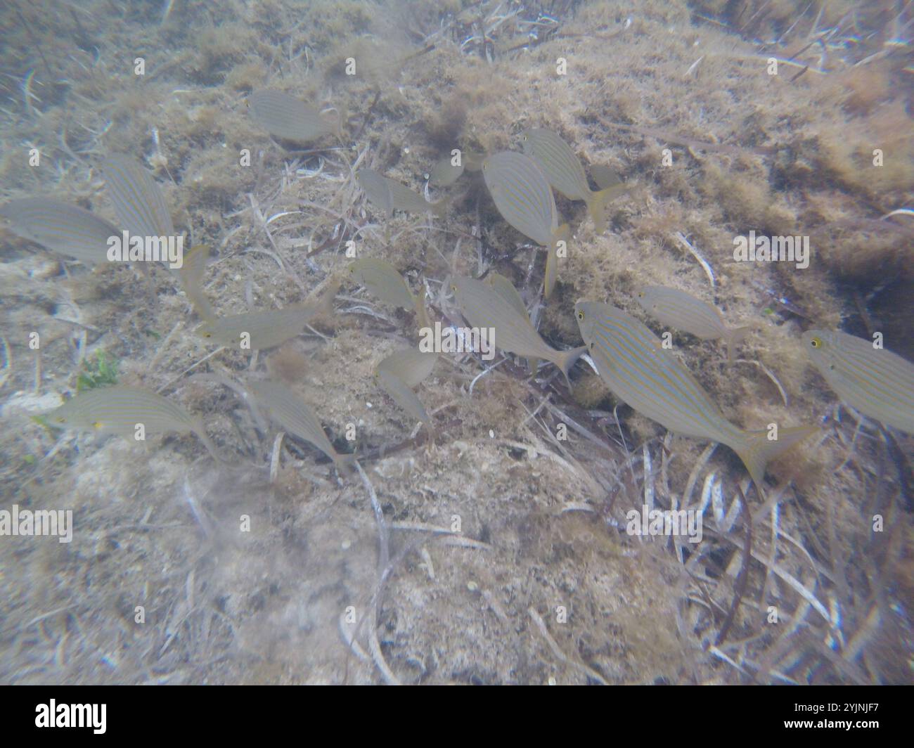 Salema Porgy (Sarpa salpa Stock Photo - Alamy