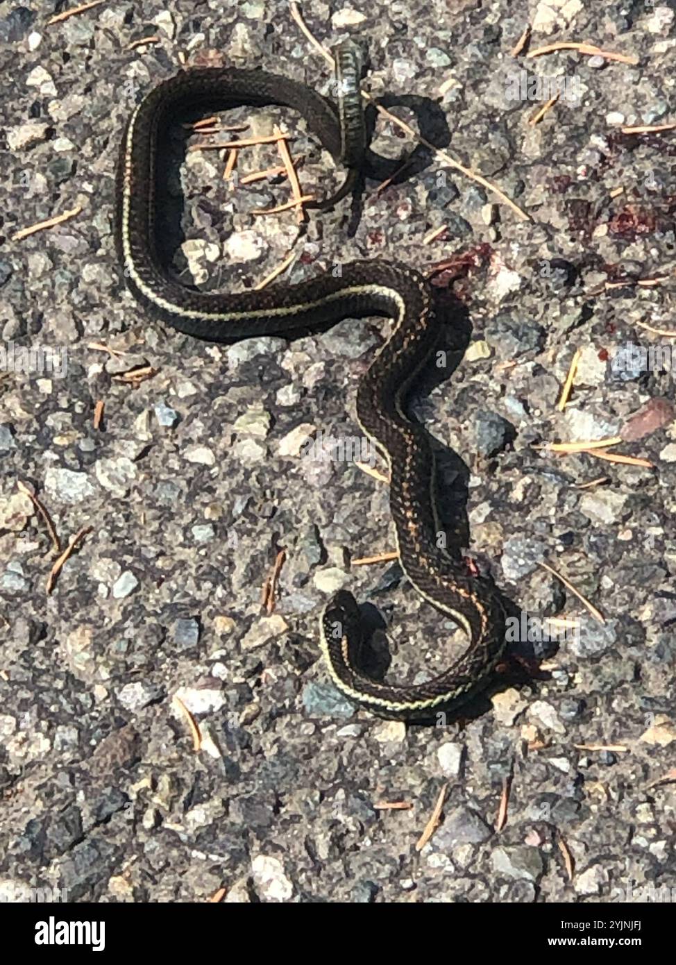 Northwestern Garter Snake (Thamnophis ordinoides Stock Photo - Alamy