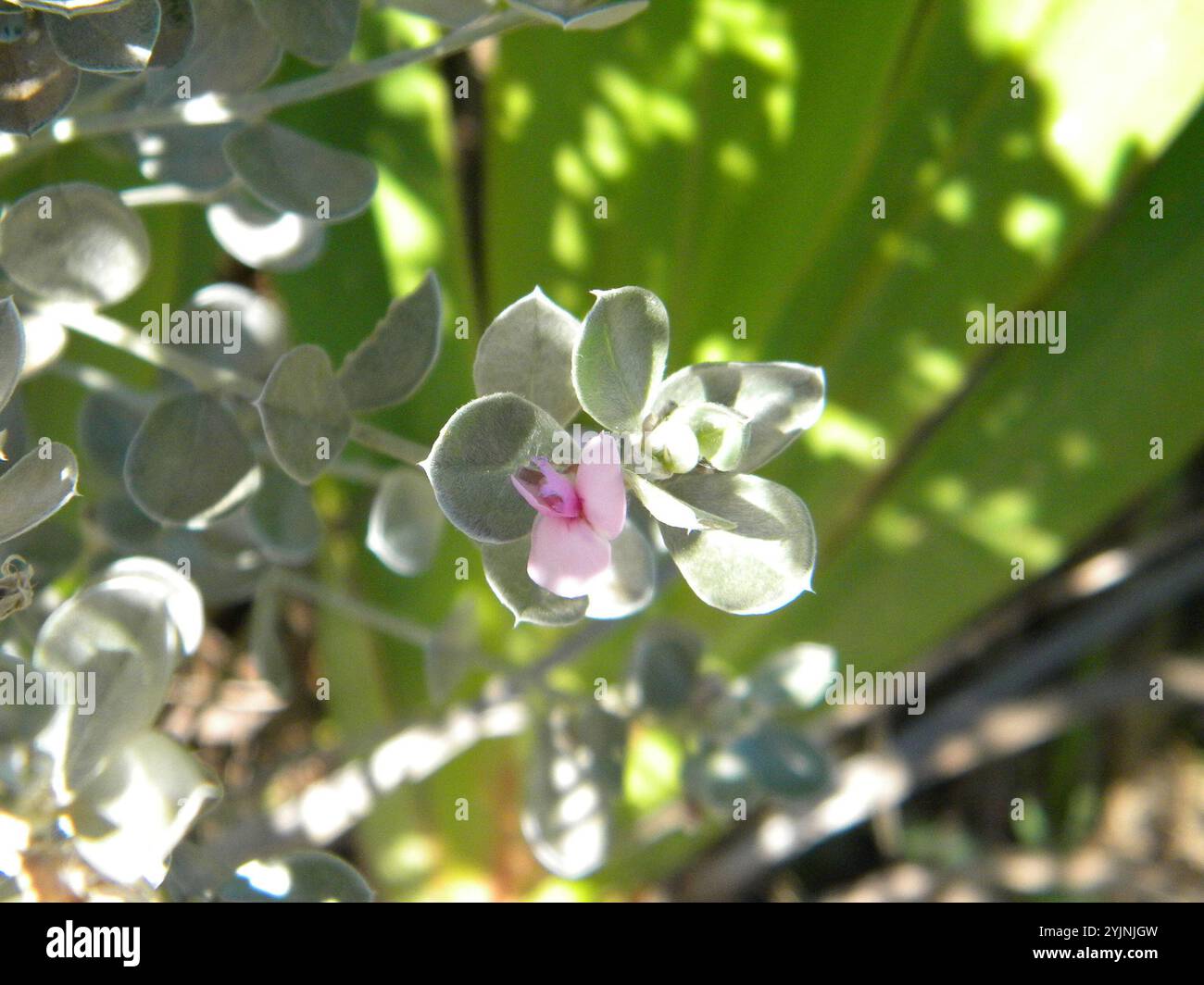 Podalyria sericea hi-res stock photography and images - Alamy