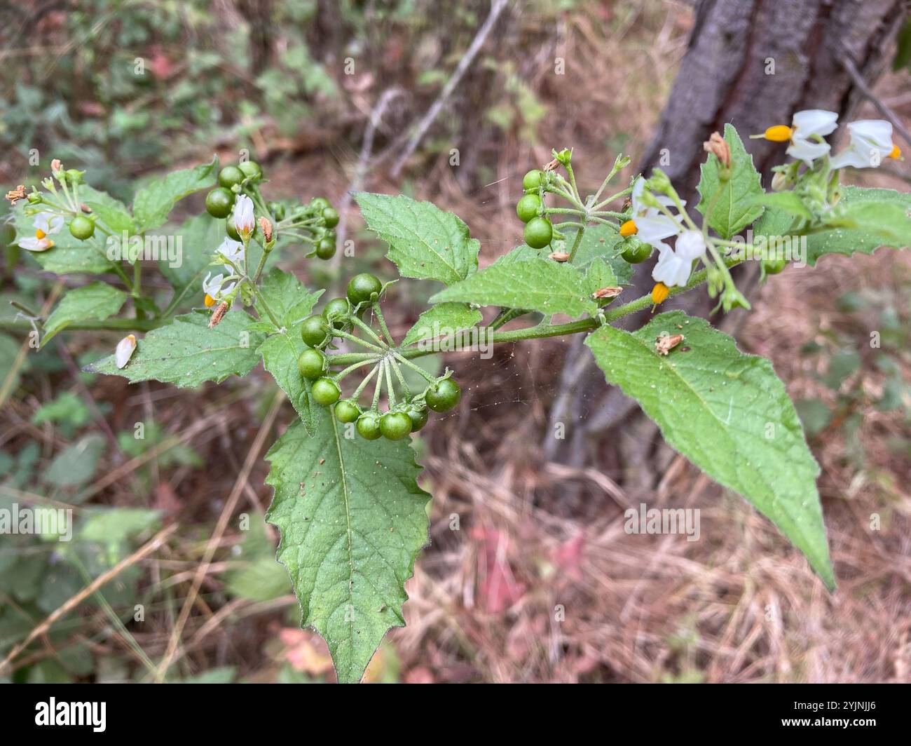 greenspot nightshade (Solanum douglasii Stock Photo - Alamy