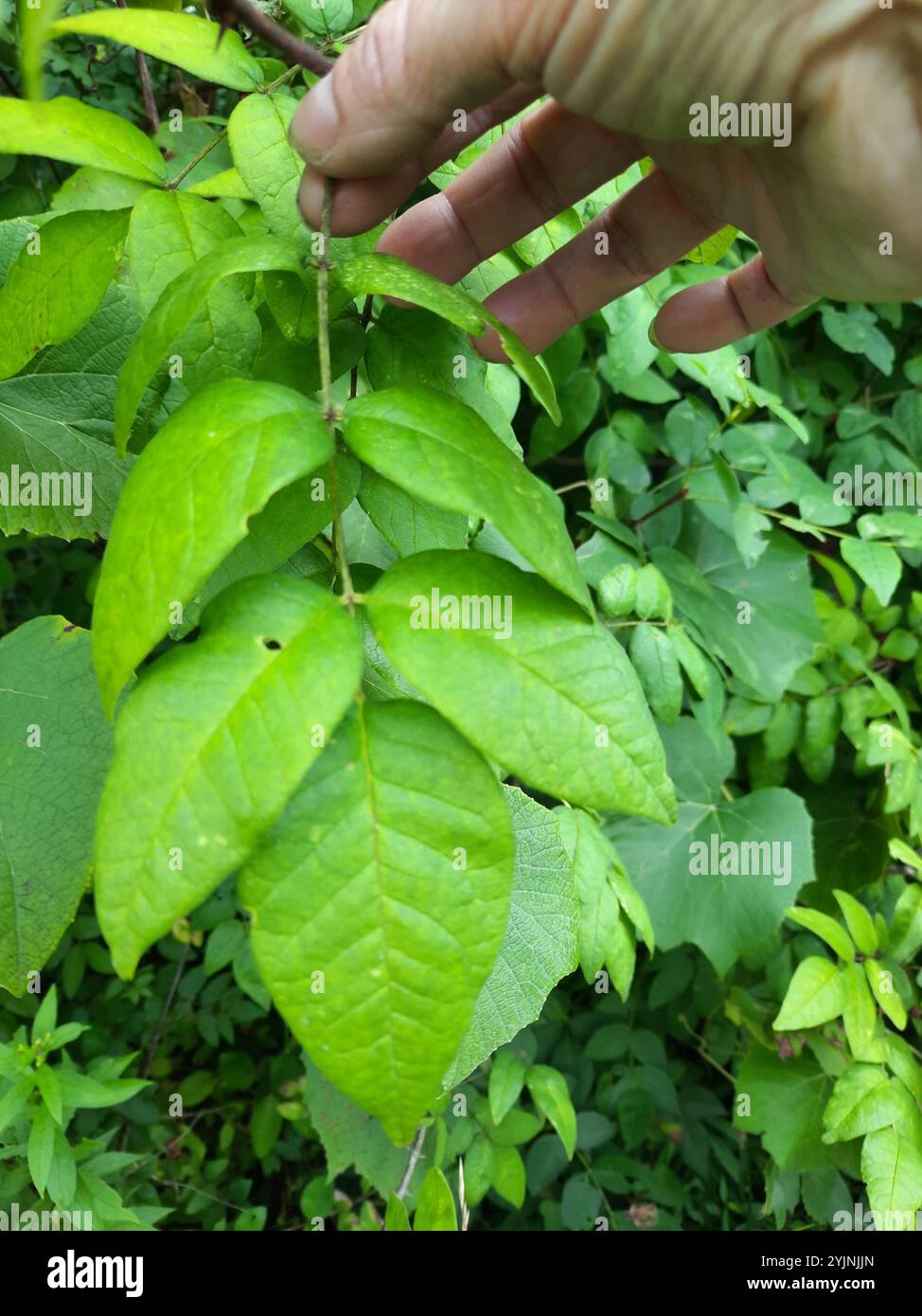 common prickly ash (Zanthoxylum americanum Stock Photo - Alamy