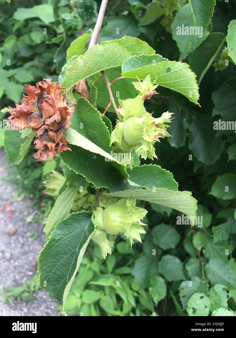 American hazelnut (Corylus americana Stock Photo - Alamy