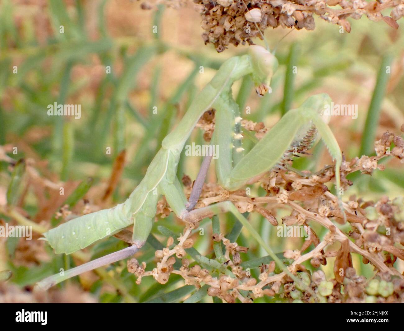 Giant African Mantis (Sphodromantis viridis Stock Photo - Alamy