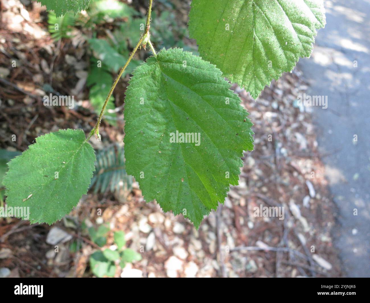 Beaked hazelnut hi-res stock photography and images - Alamy