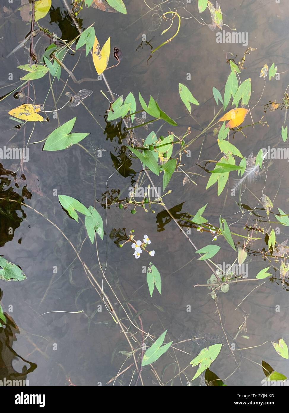 Sagittaria cuneata hi-res stock photography and images - Alamy