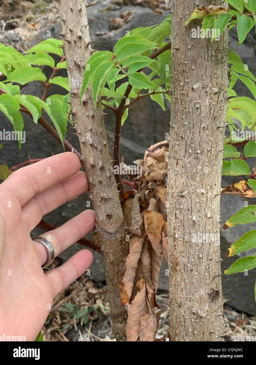 Japanese angelica tree (Aralia elata Stock Photo - Alamy
