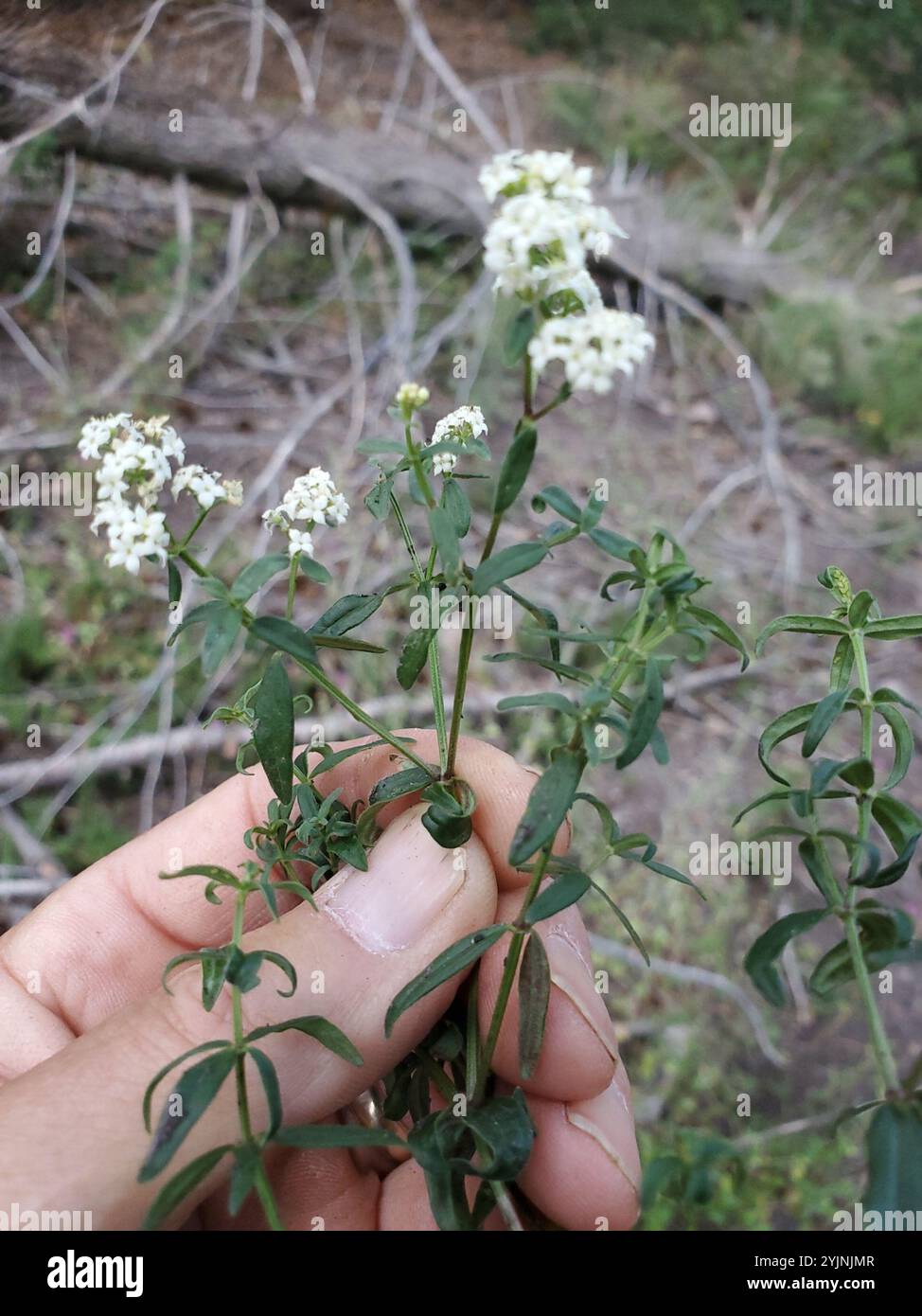 Northern Bedstraw (Galium boreale Stock Photo - Alamy