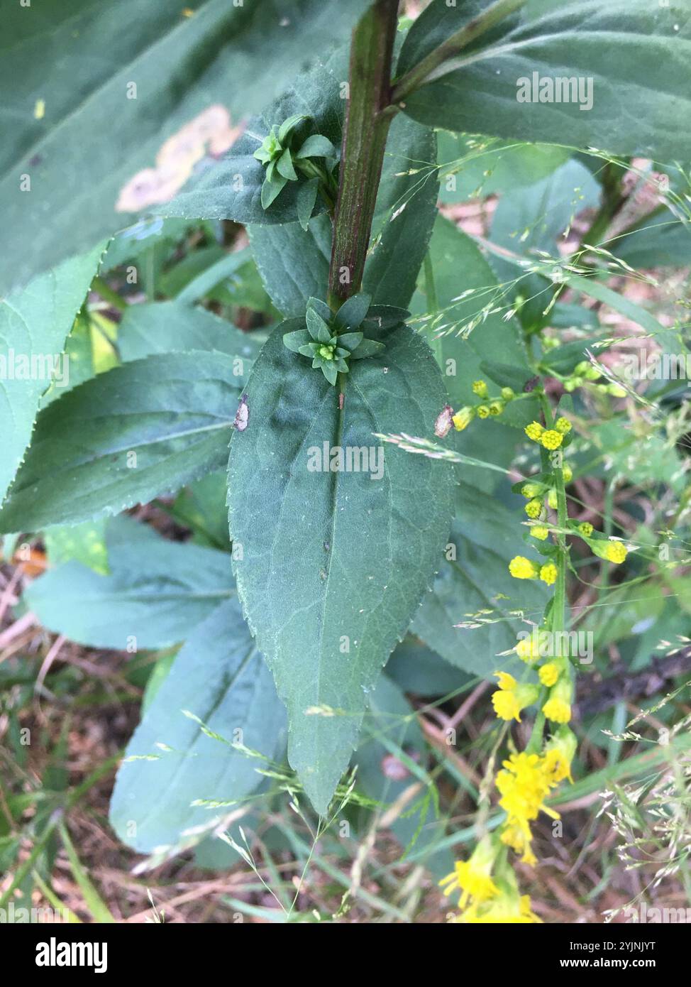 southern rough-leaved goldenrod (Solidago patula strictula Stock Photo ...