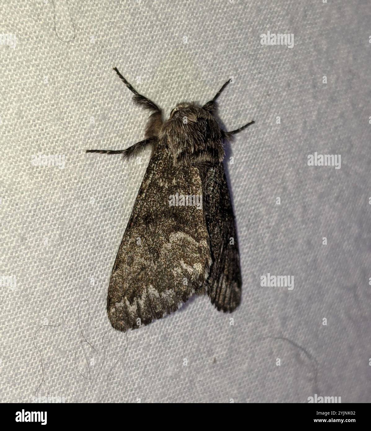 Western Panthea Moth (Panthea virginarius Stock Photo - Alamy