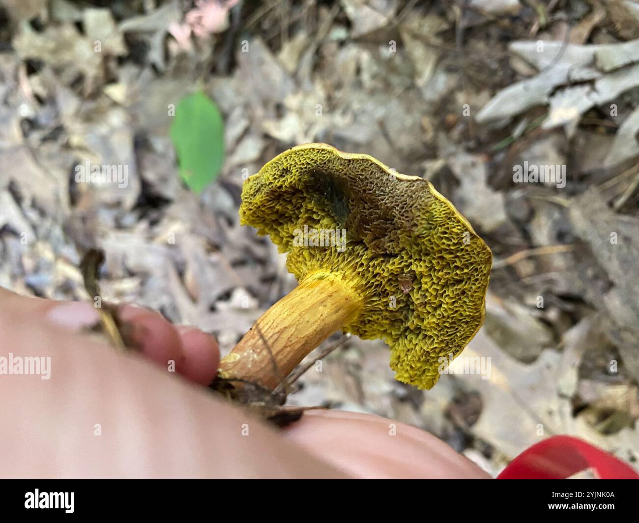 Bicolor bolete hi-res stock photography and images - Alamy