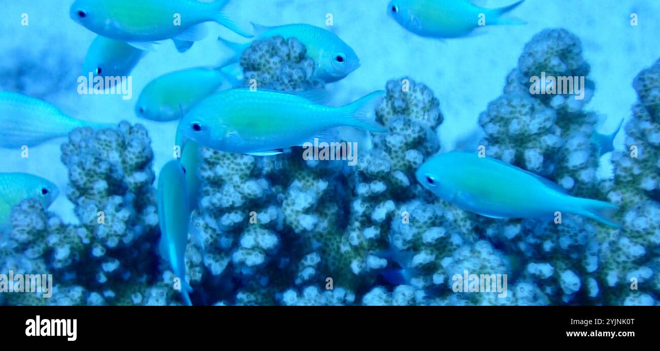 Blue-green Chromis (Chromis viridis Stock Photo - Alamy