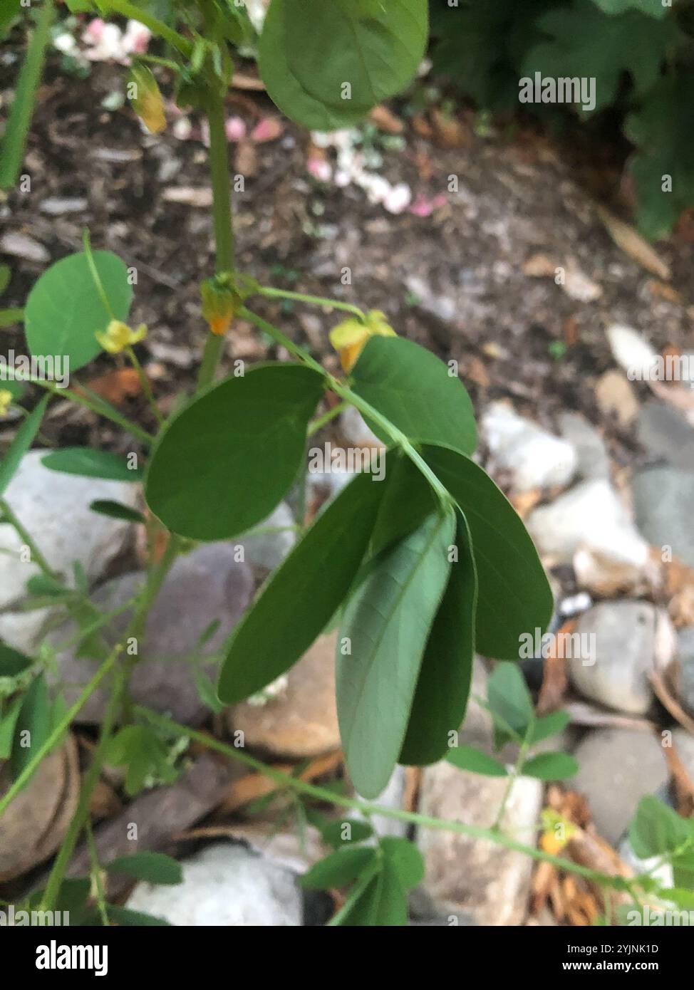 American Sicklepod (Senna obtusifolia Stock Photo - Alamy