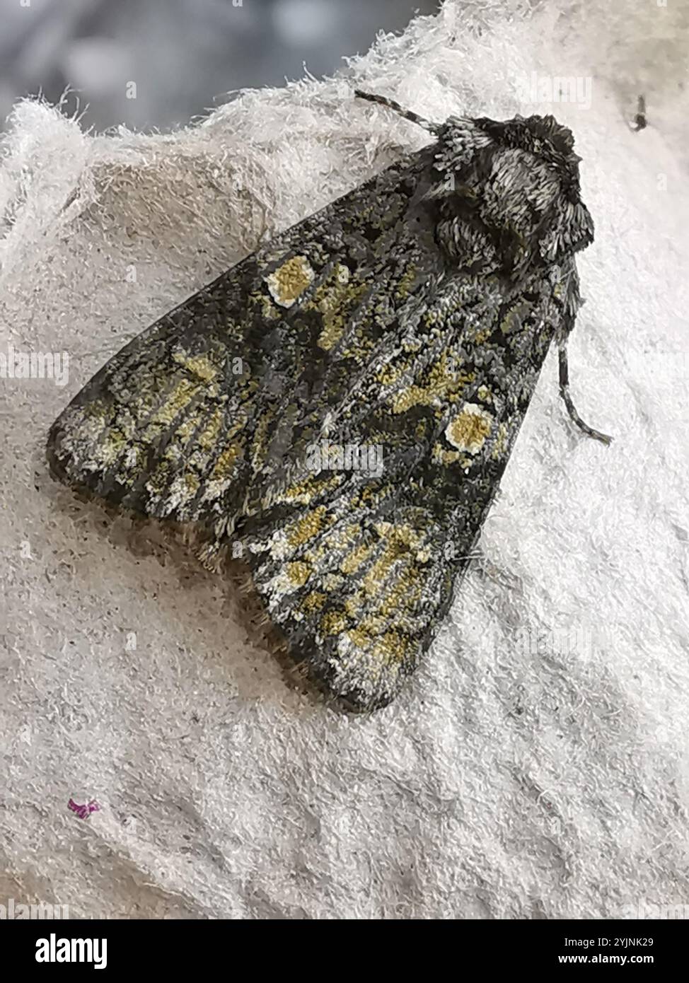 Coronet (Craniophora ligustri Stock Photo - Alamy