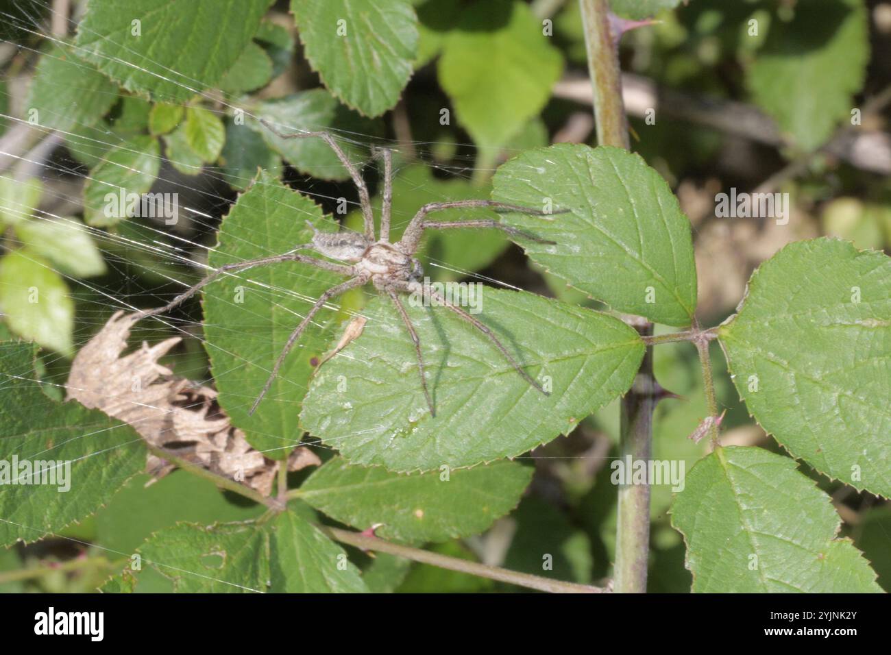 Labyrinth spider (Agelena labyrinthica Stock Photo - Alamy