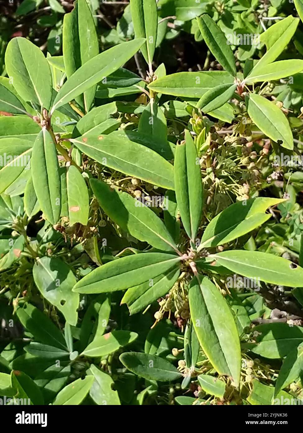 sheep laurel (Kalmia angustifolia Stock Photo - Alamy