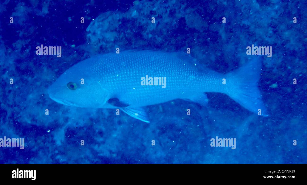 Two-spot Red Snapper (Lutjanus bohar Stock Photo - Alamy