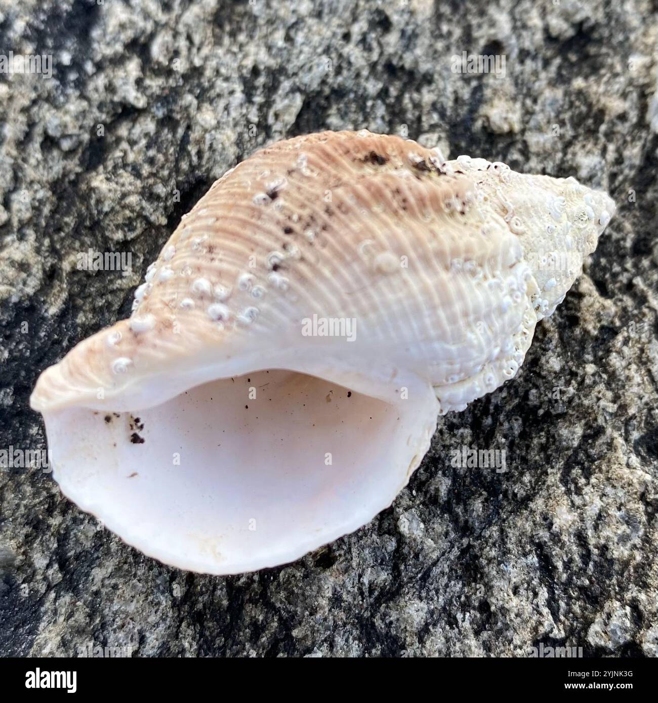 True Whelks and Allies (Buccinoidea Stock Photo - Alamy