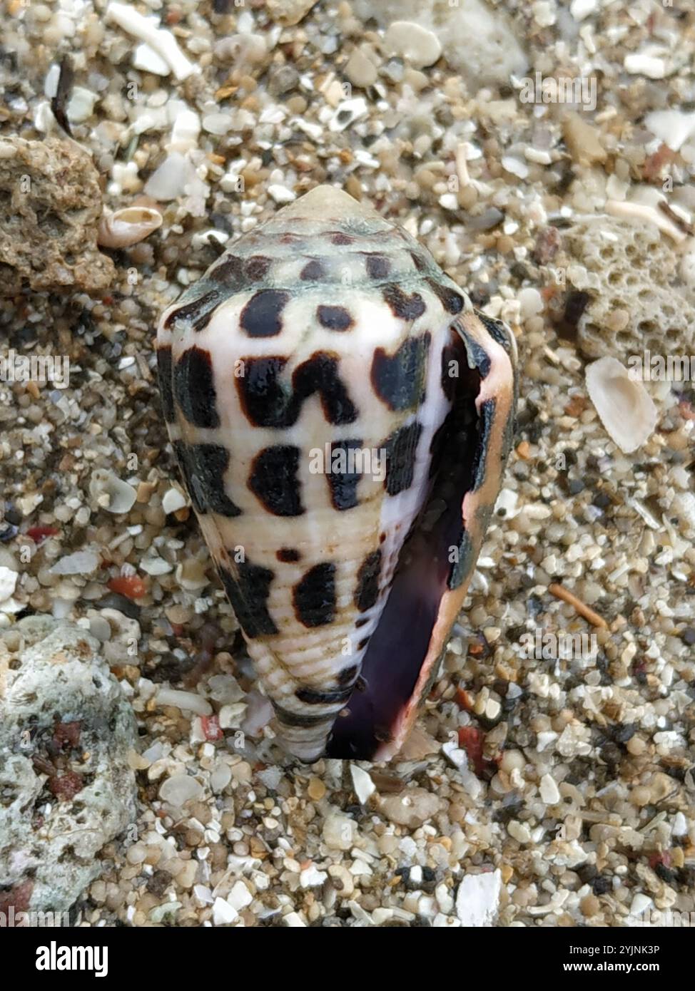 Black-and-white Cone Snail (Conus ebraeus Stock Photo - Alamy