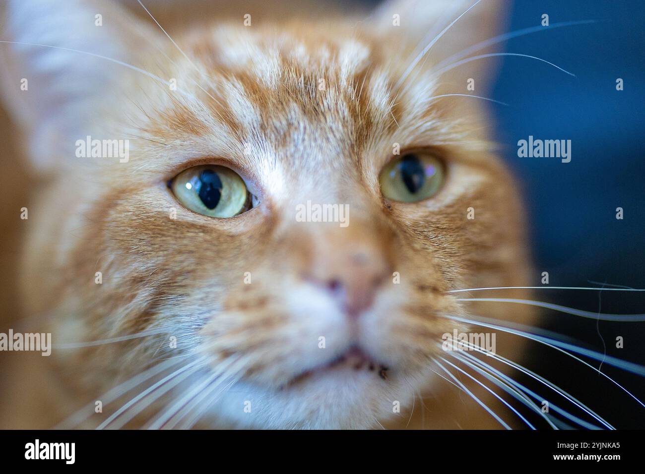 Face ginger cat close hi-res stock photography and images - Alamy