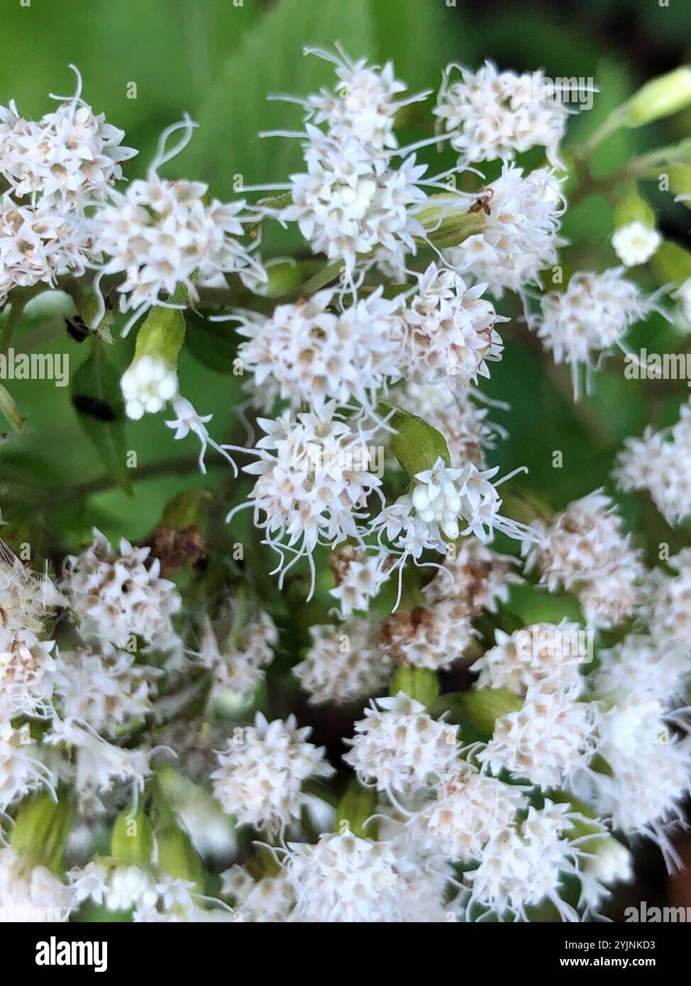 white snakeroot (Ageratina altissima Stock Photo - Alamy