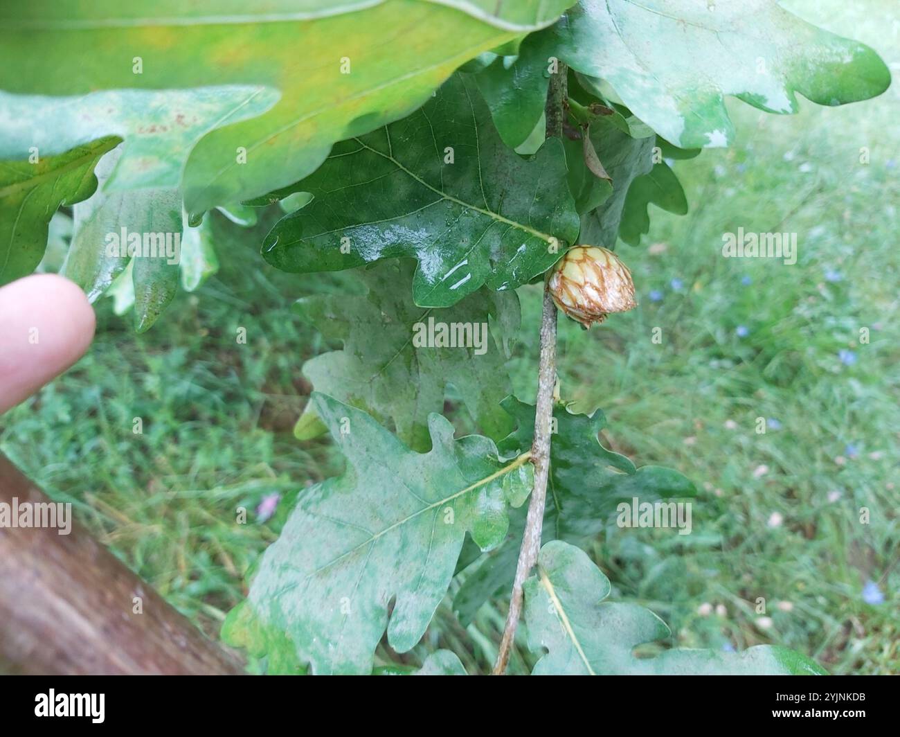 Oak Artichoke Gall Wasp (Andricus foecundatrix Stock Photo - Alamy