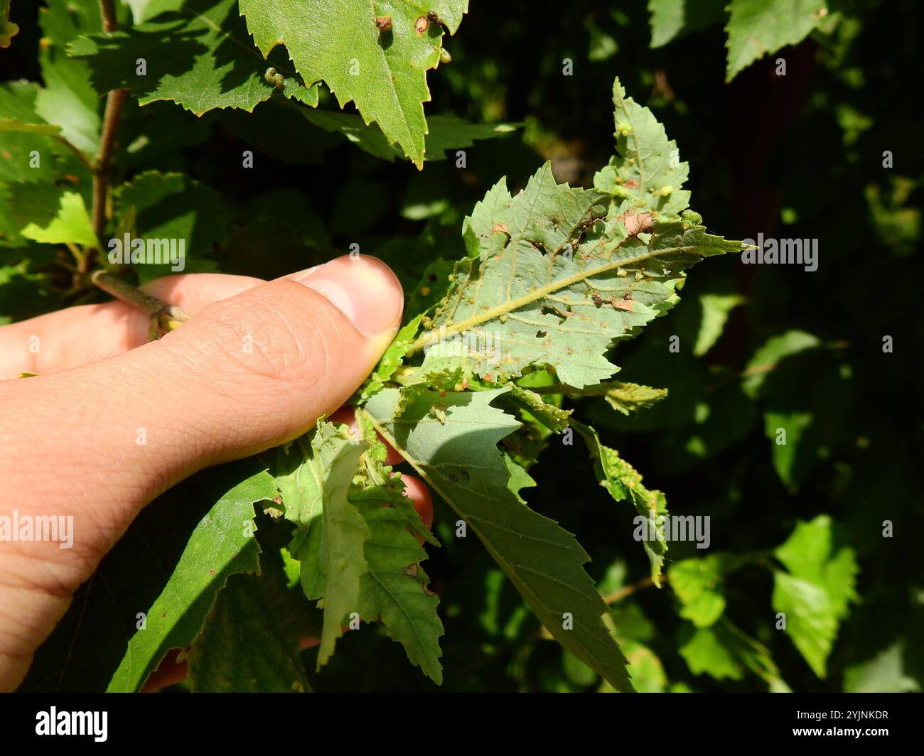 Aculus hi-res stock photography and images - Alamy