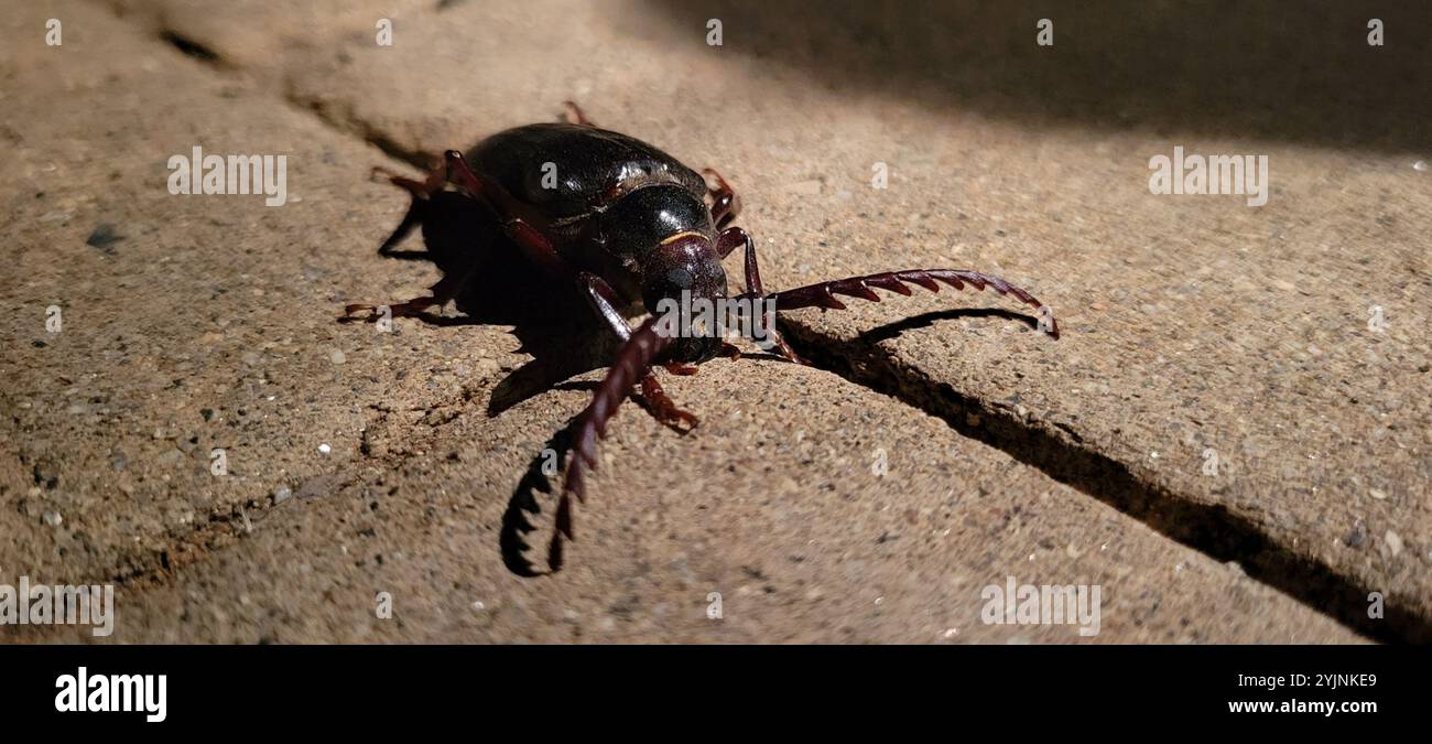 California Root Borer (Prionus californicus Stock Photo - Alamy
