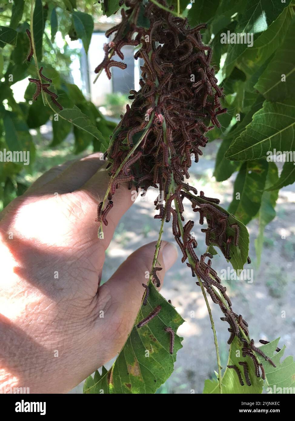 Walnut Caterpillar Moth (Datana integerrima Stock Photo - Alamy