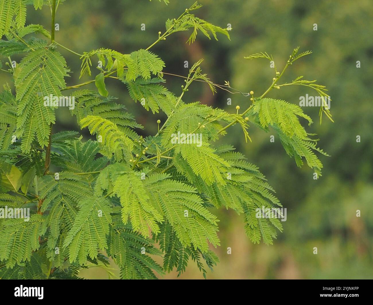 White leadtree (Leucaena leucocephala Stock Photo - Alamy