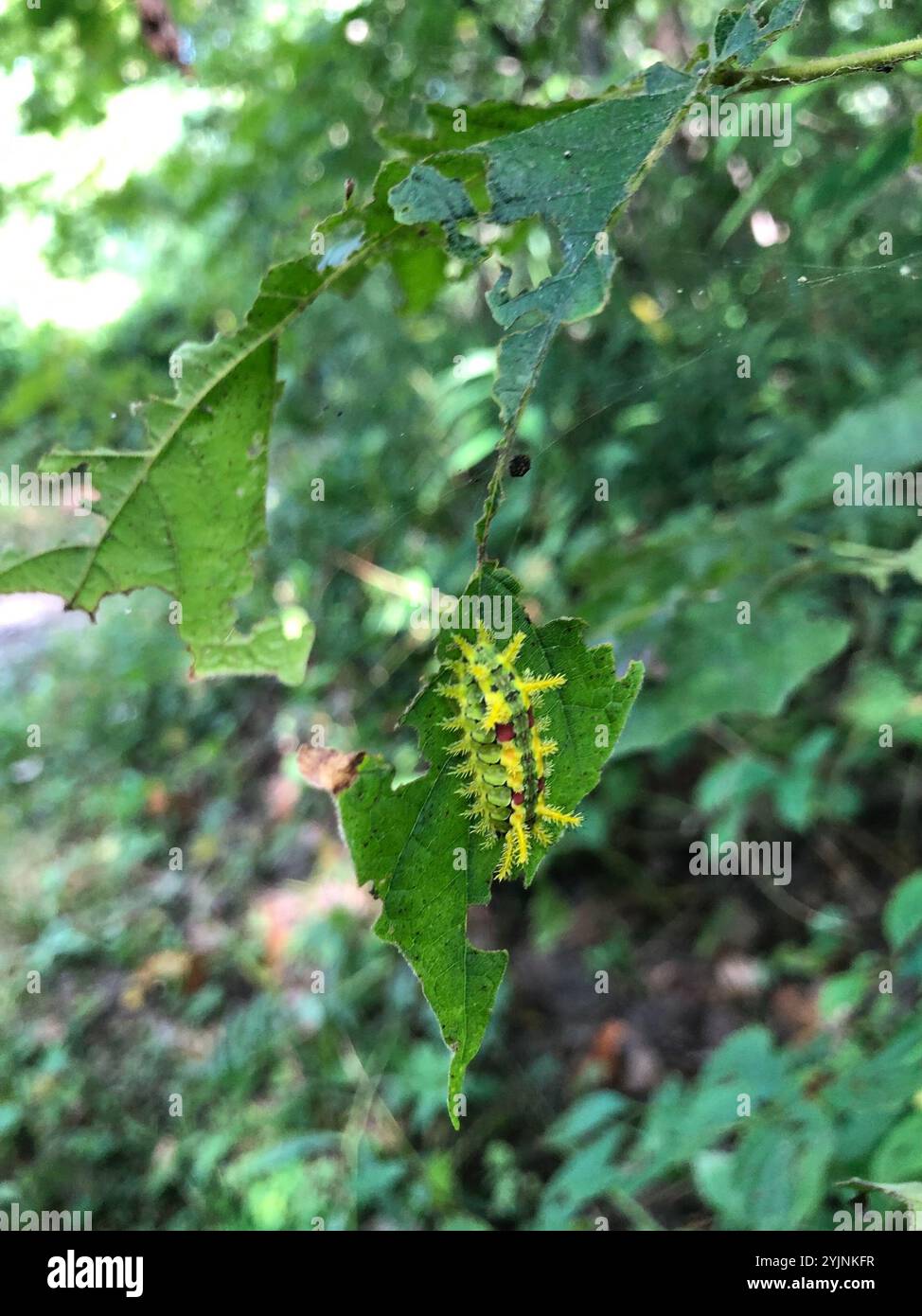 Spiny Oak-slug Moth (Euclea delphinii Stock Photo - Alamy