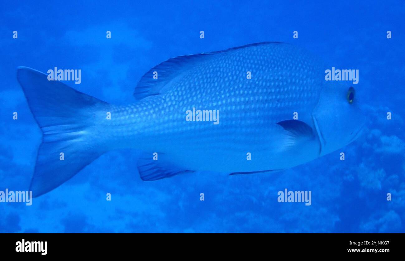 Two-spot Red Snapper (Lutjanus bohar Stock Photo - Alamy