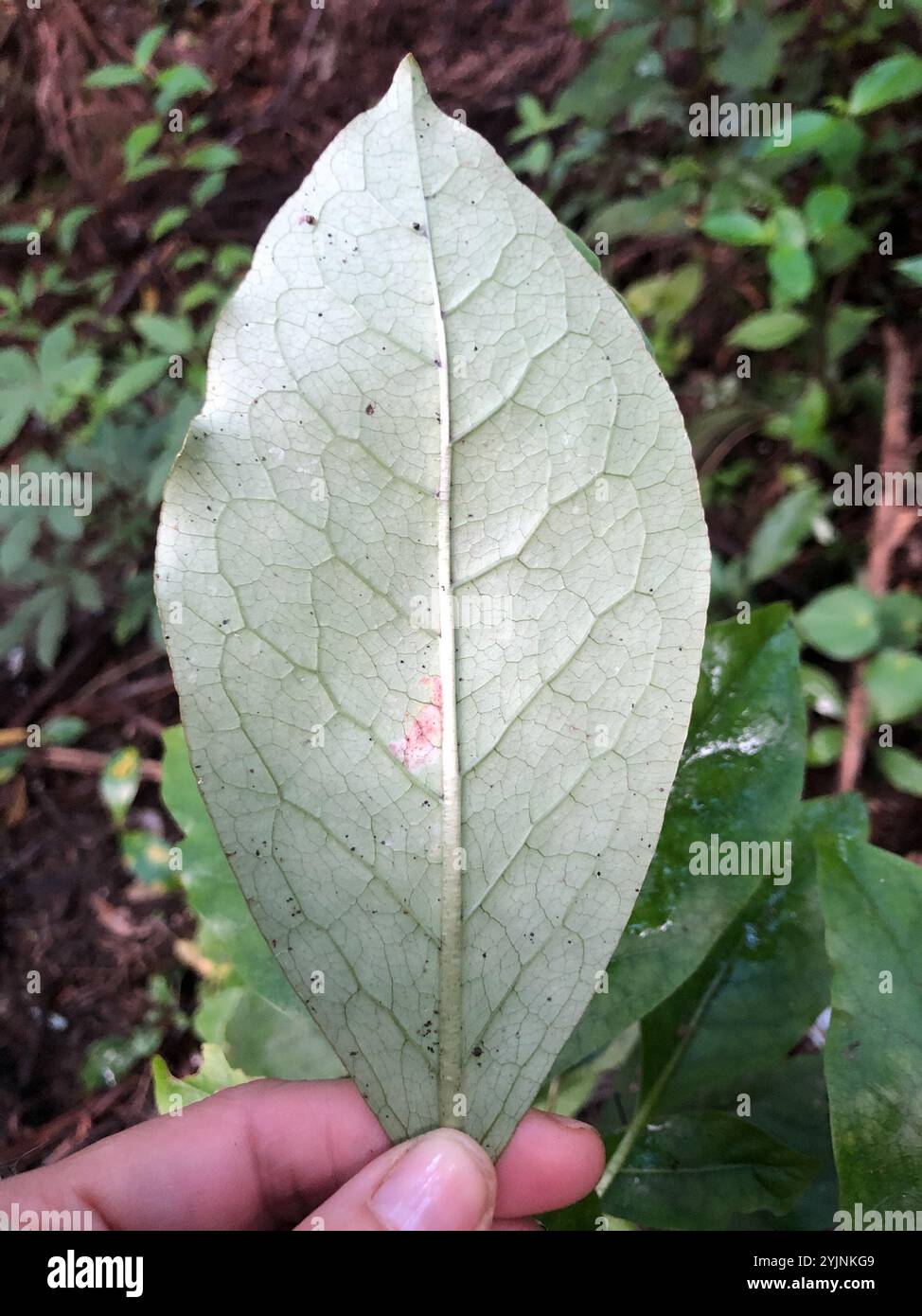 Kanono (Coprosma grandifolia Stock Photo - Alamy