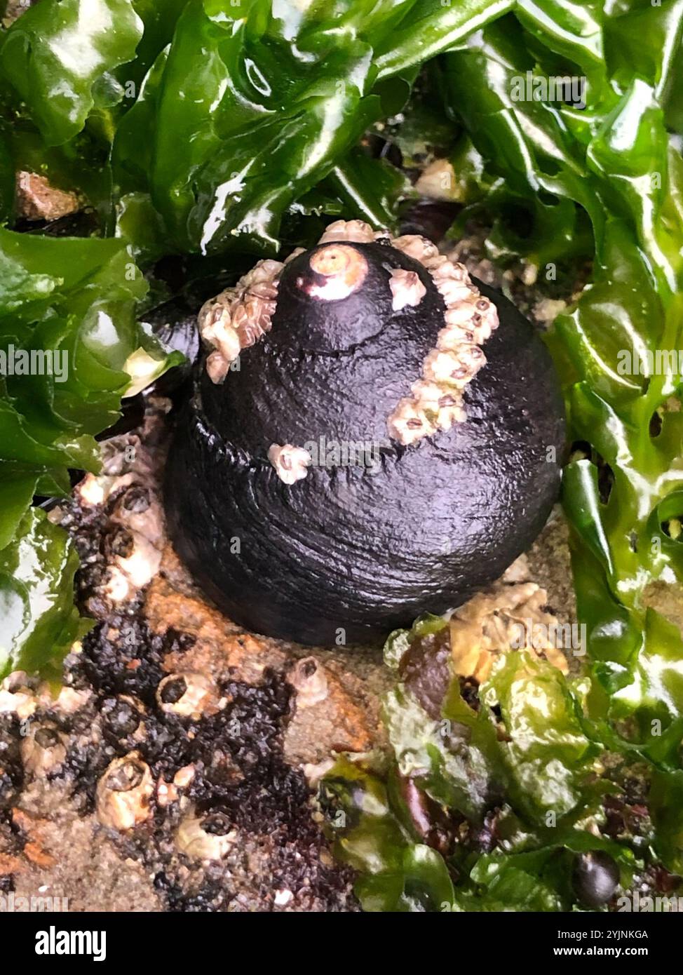 Black Tegula (Tegula funebralis Stock Photo - Alamy