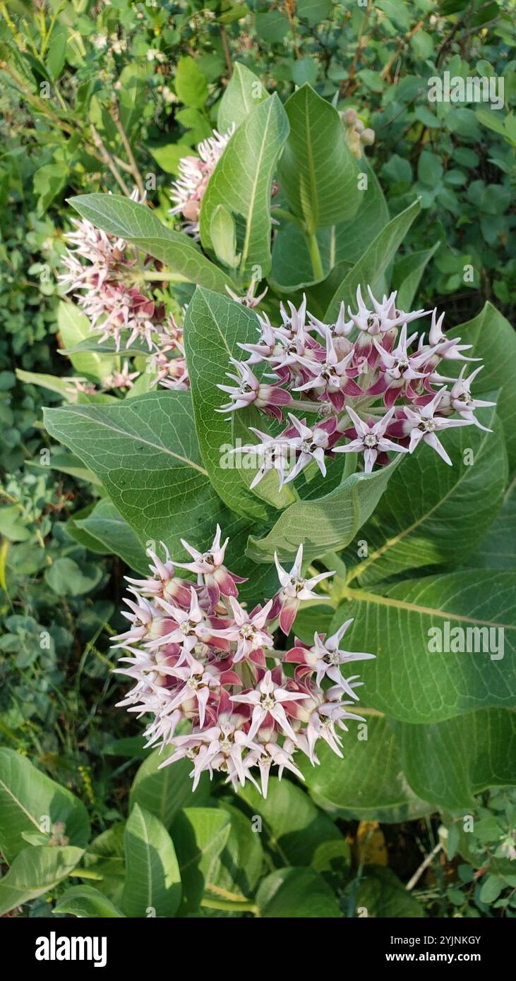 Amazing Asclepias Speciosa Showy Milkweed Pictures