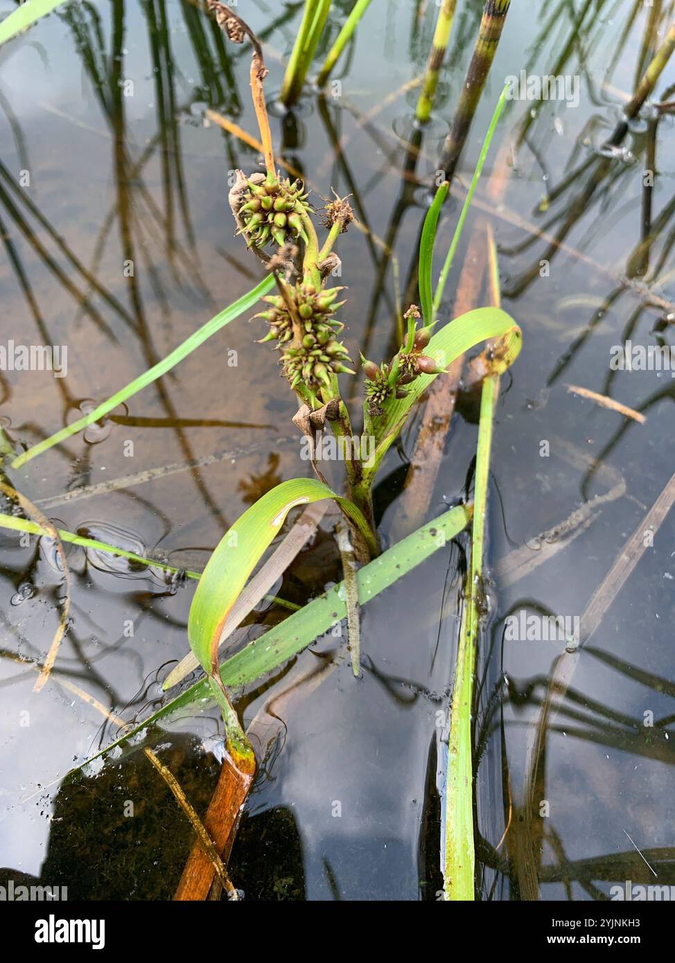 Floating Bur-reed (Sparganium fluctuans Stock Photo - Alamy