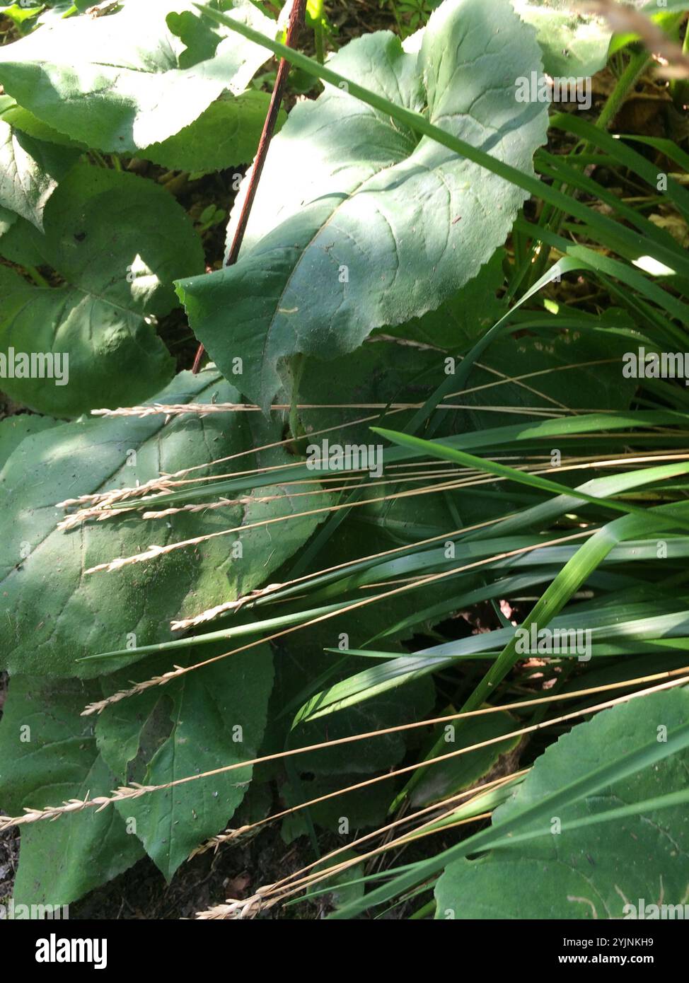 White-grained Mountain-ricegrass (Oryzopsis asperifolia Stock Photo - Alamy