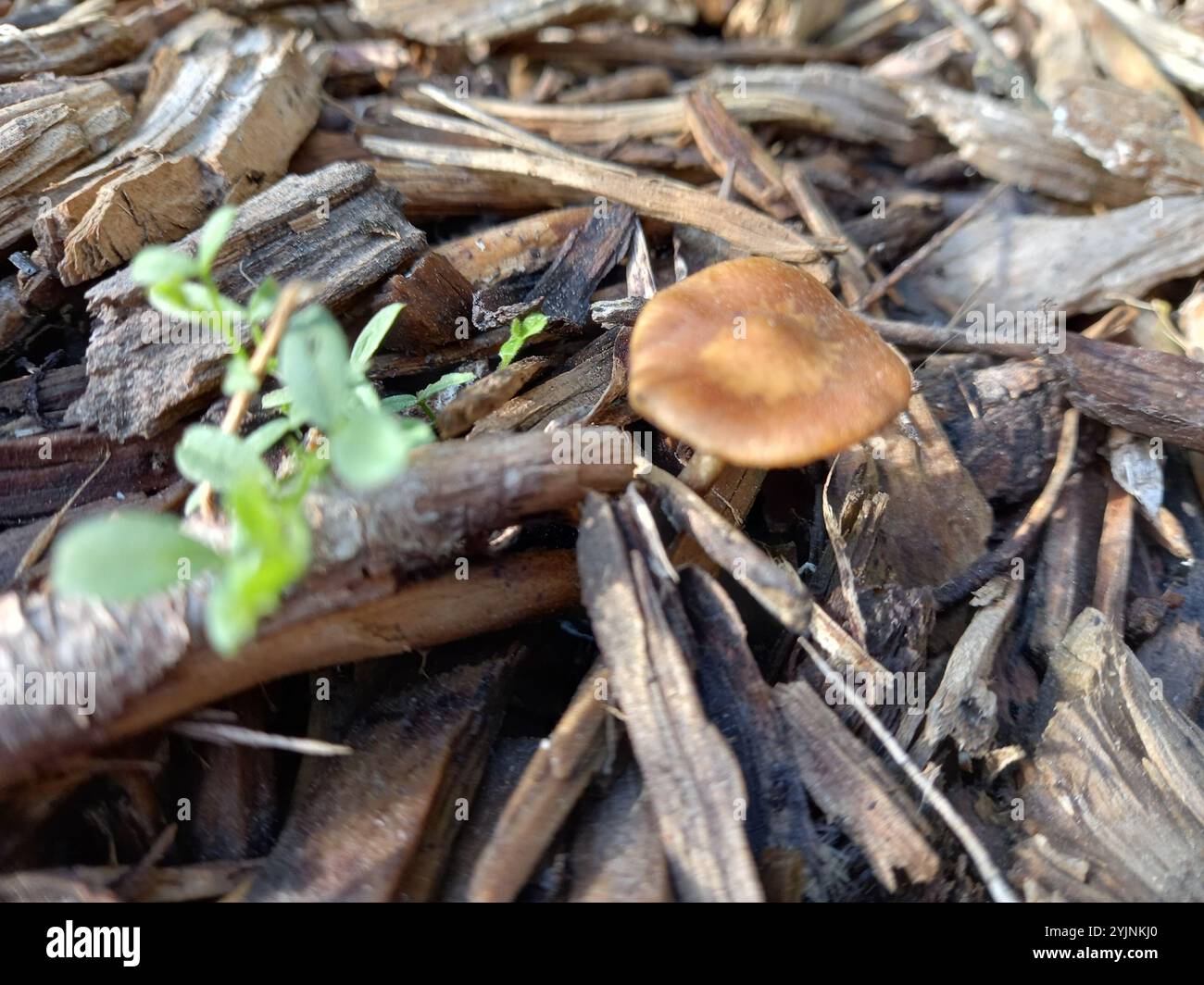 Psilocybe subaeruginosa hi-res stock photography and images - Alamy